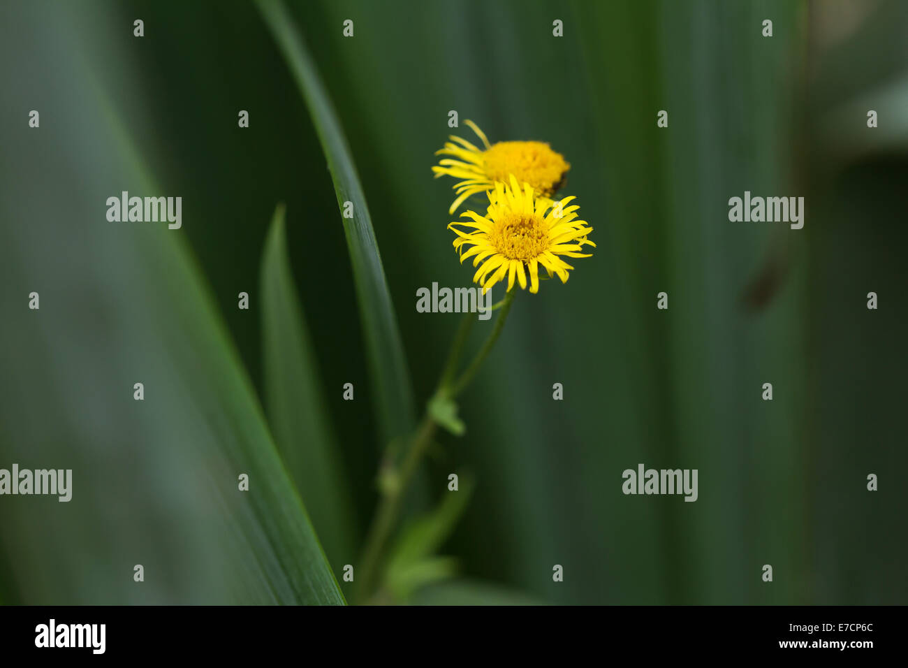 Daisy in summer Stock Photo - Alamy