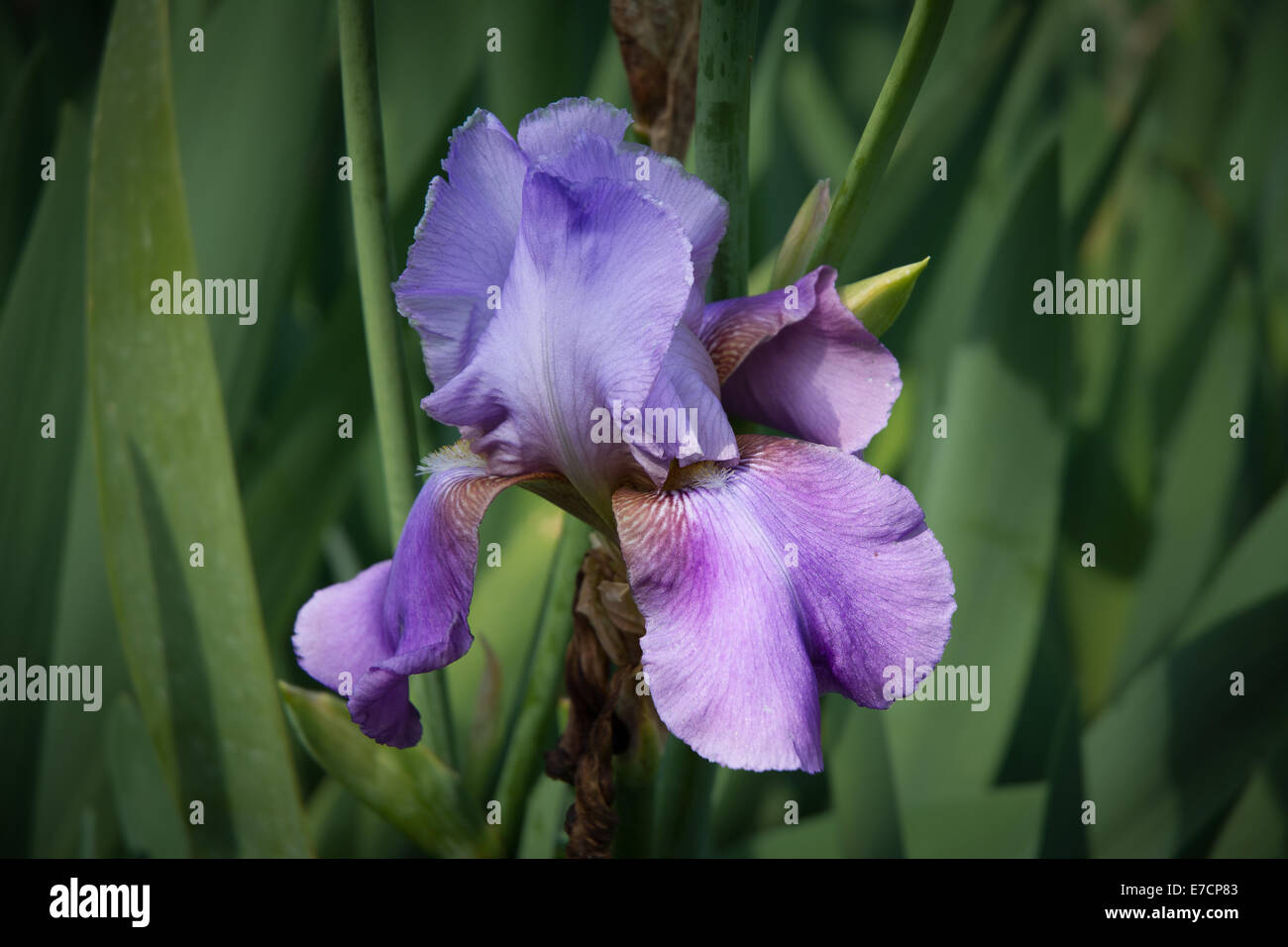 Iris germanica Flower Stock Photo - Alamy