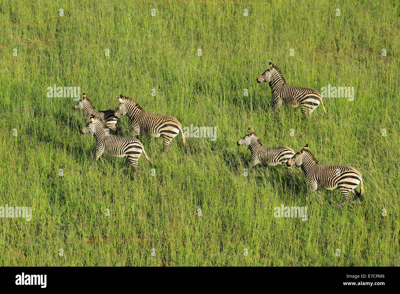 Aerial view of Hartmanns Mountain Zebras (Equus zebra hartmannae) in ...