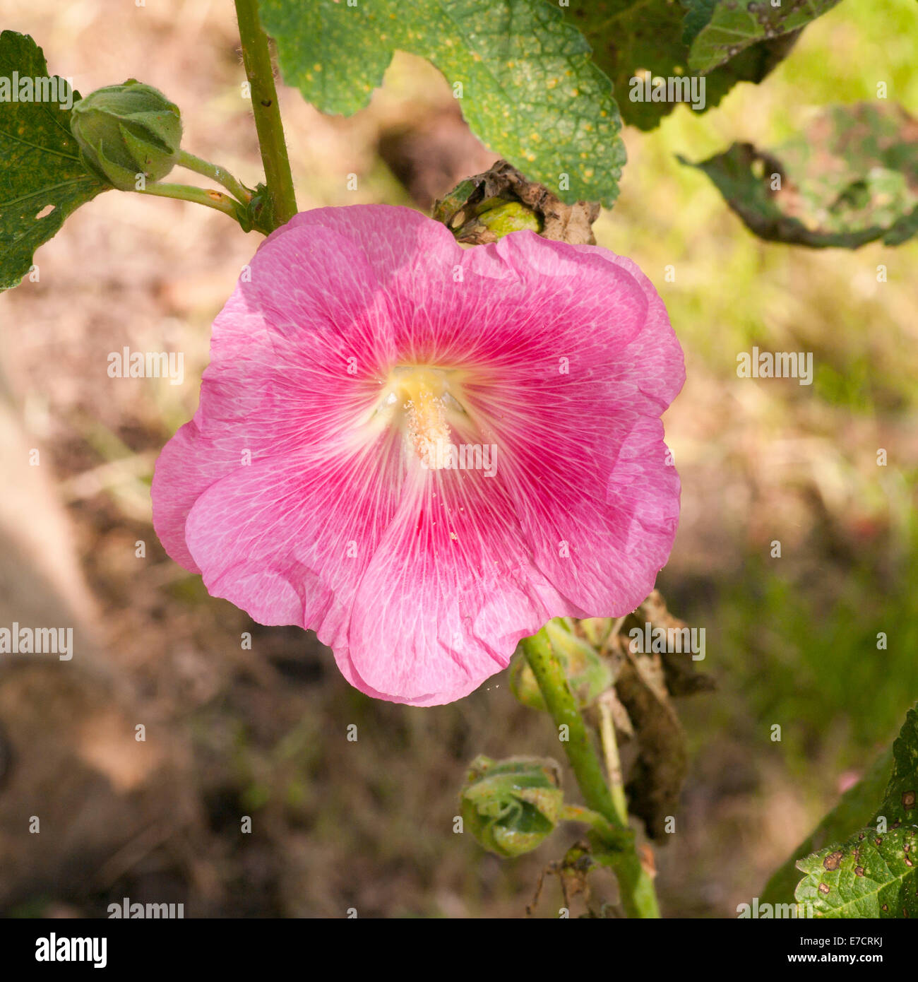 Pink Alcea Flower Commonly Known as Hollyhocks Stock Photo - Alamy