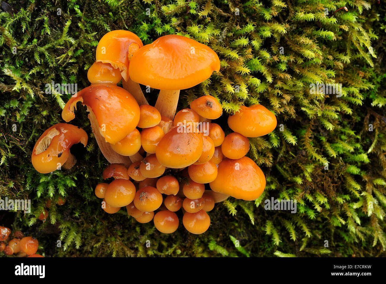 Strophariaceae hi-res stock photography and images - Alamy