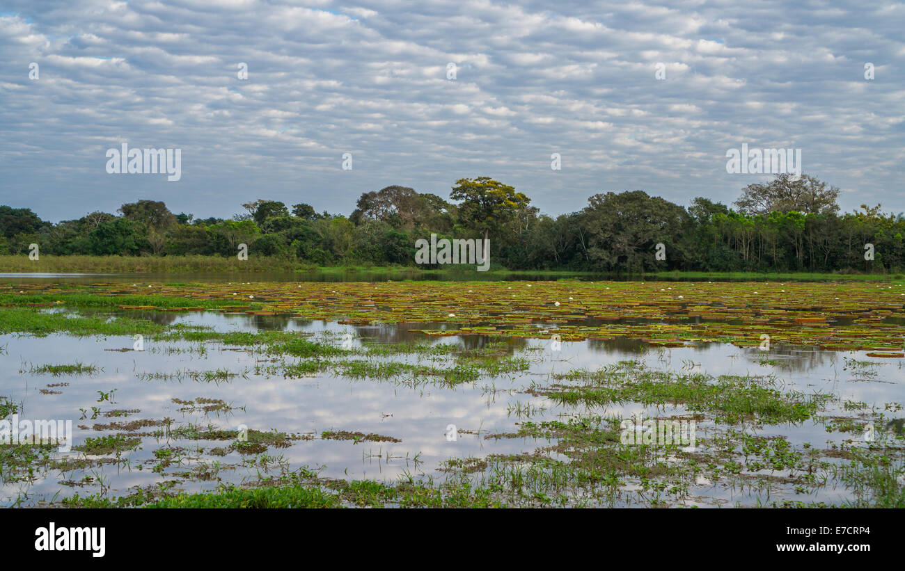 Skyline and river with Victoria Regias in Brazilian Panantal wetlands ...