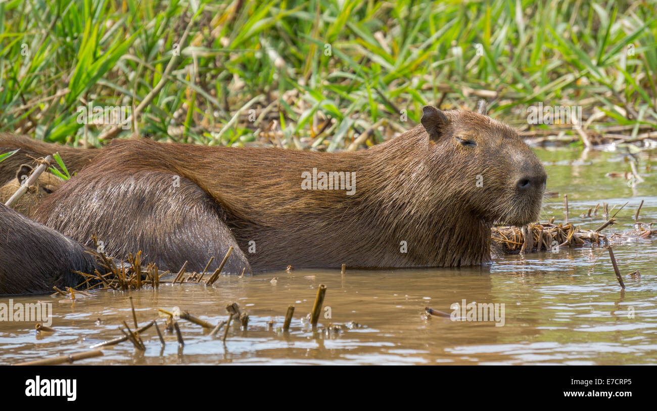Side view of Capybara family. Hydrochoerus hydrochaeris Stock Photo - Alamy