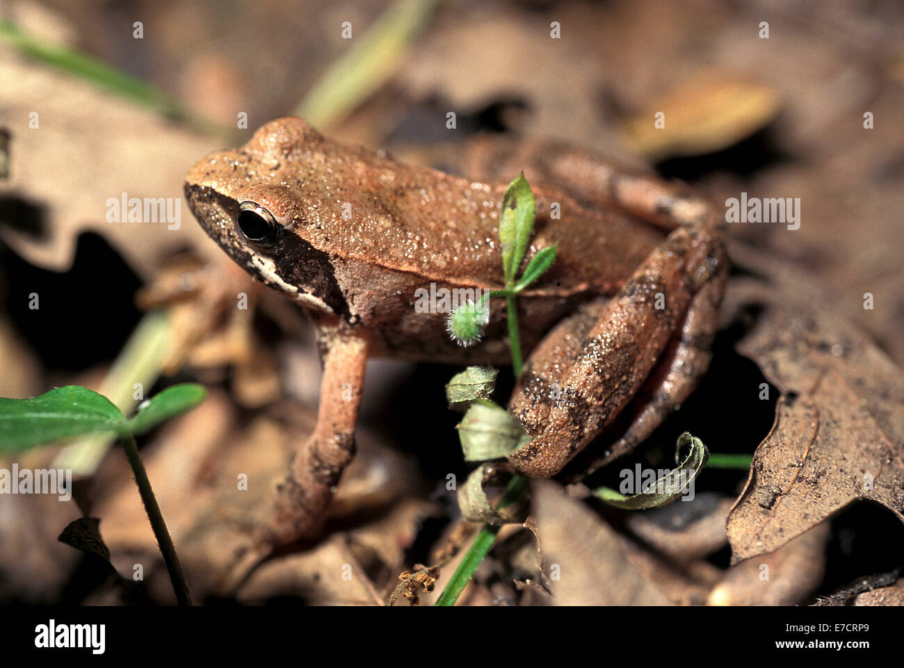 Frog rana graeca hi-res stock photography and images - Alamy