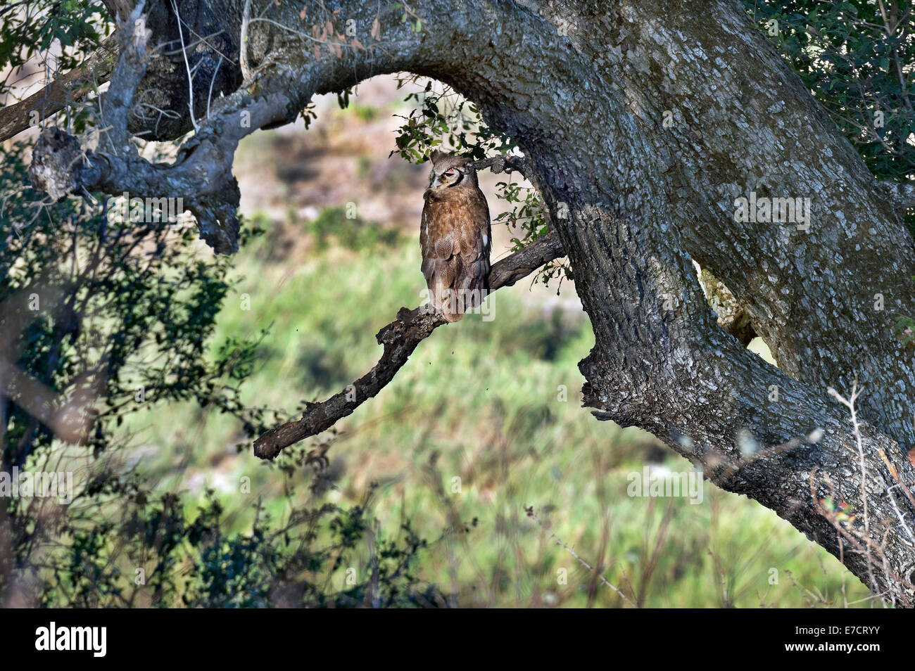 South Africa, Giant Eagle Owl or Verraux's Eagle Owl, Bubo lacteus ...