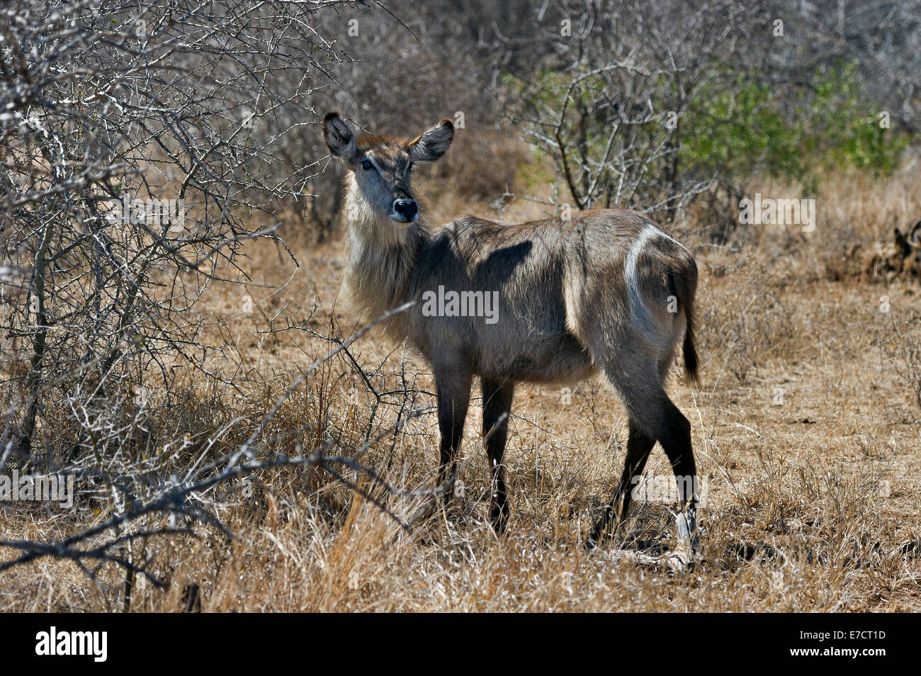 Female water buck hi-res stock photography and images - Alamy