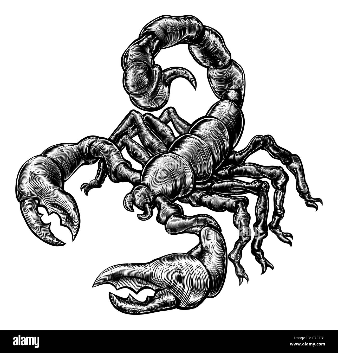 An original illustration of a scorpion in a vintage woodblock style ...