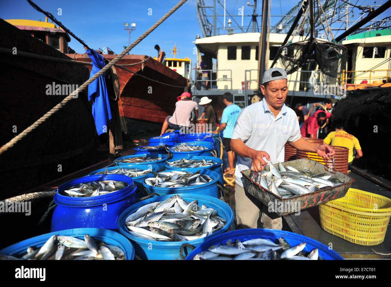 (140914) -- SANYA, Sept. 14, 2014 (Xinhua) -- Fishermen unload fish ...