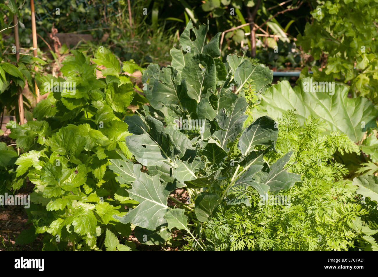 Vegetables Growing In a Garden Vegetable Plot Stock Photo - Alamy