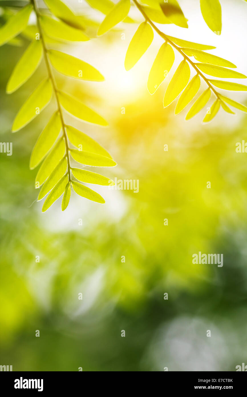 green leaf in spring Stock Photo - Alamy
