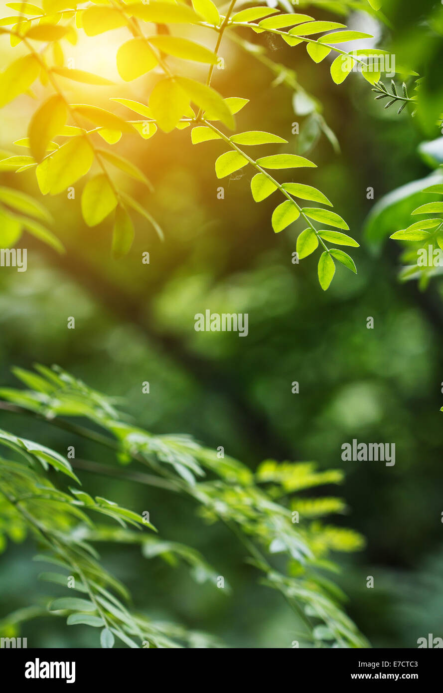 green leaf in spring Stock Photo - Alamy