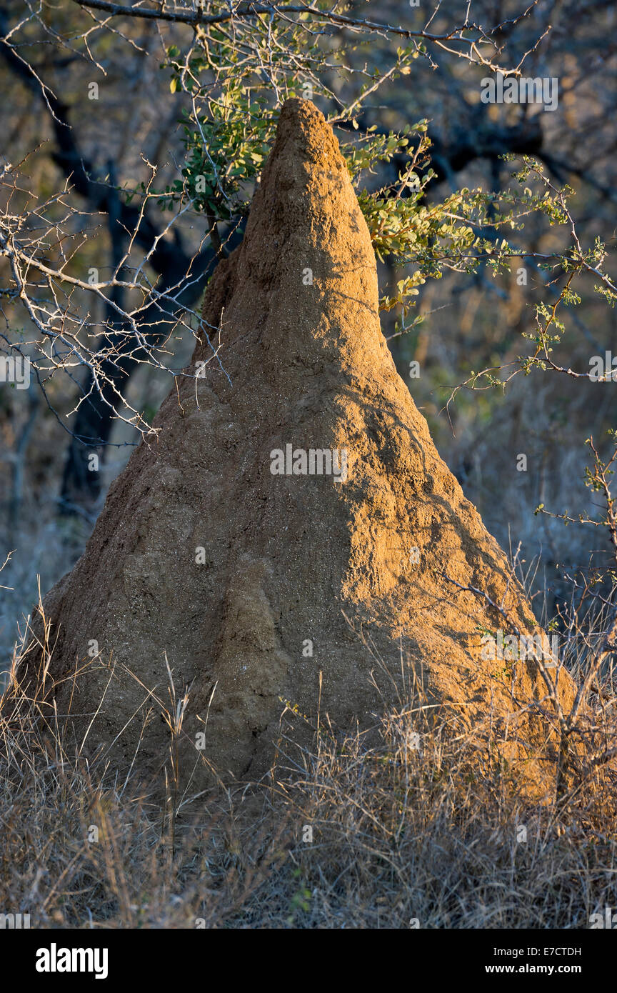 South Africa, Kruger NP, termitarium Stock Photo - Alamy