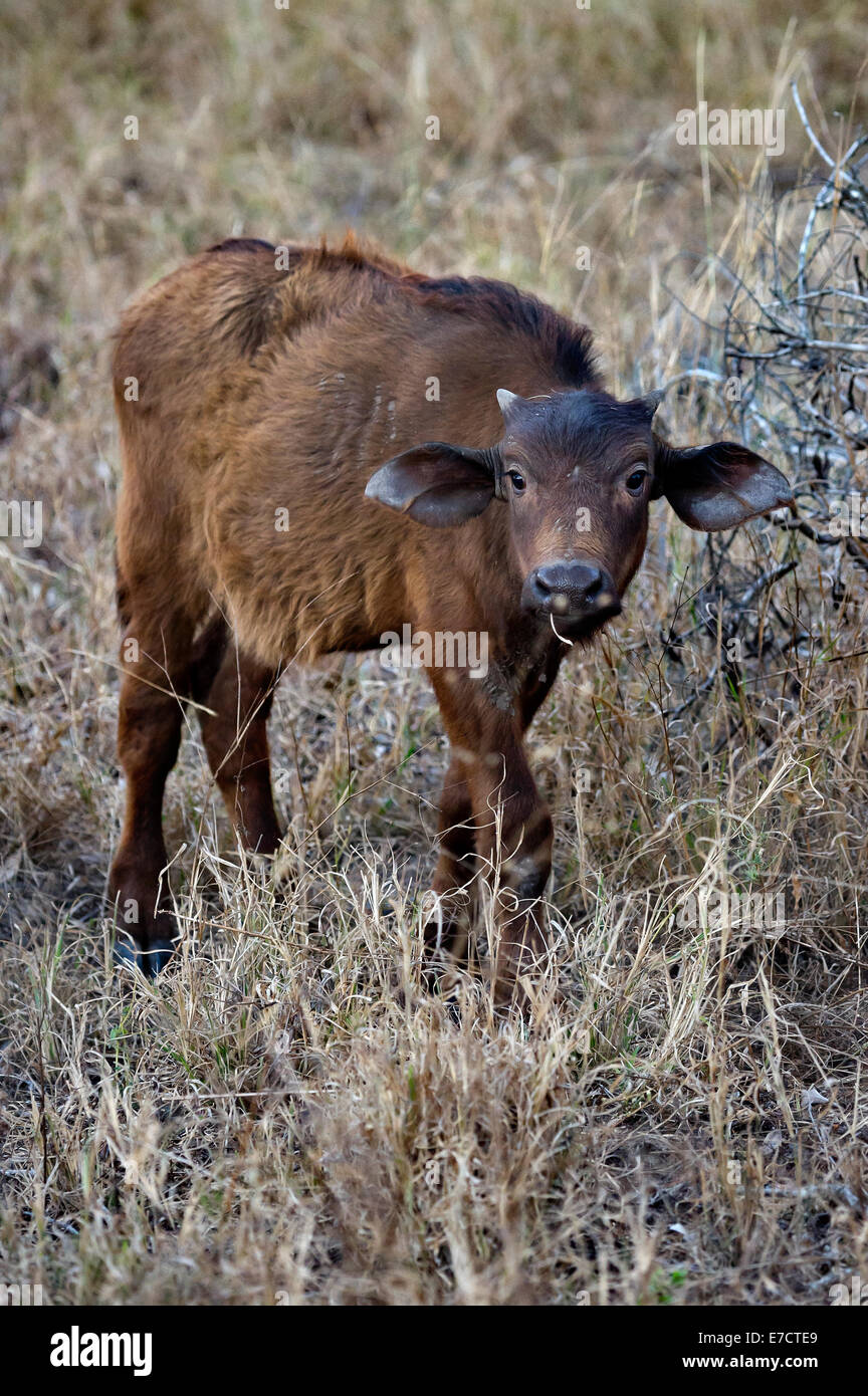 Buffalo Cub Cape Buffalo Cub High Resolution Stock Photography and ...