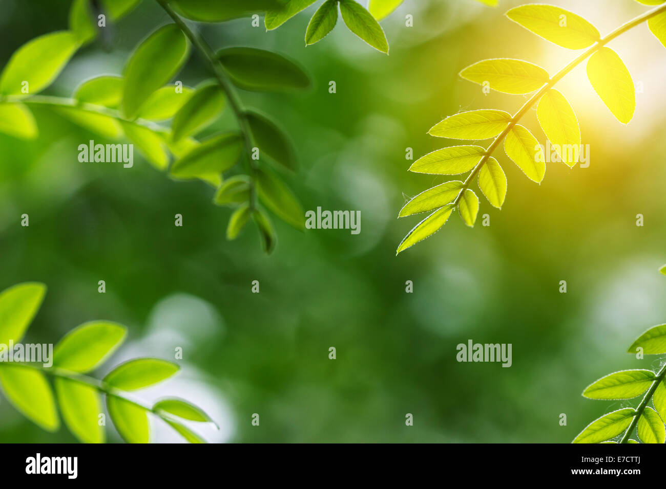 green leaf in spring Stock Photo - Alamy