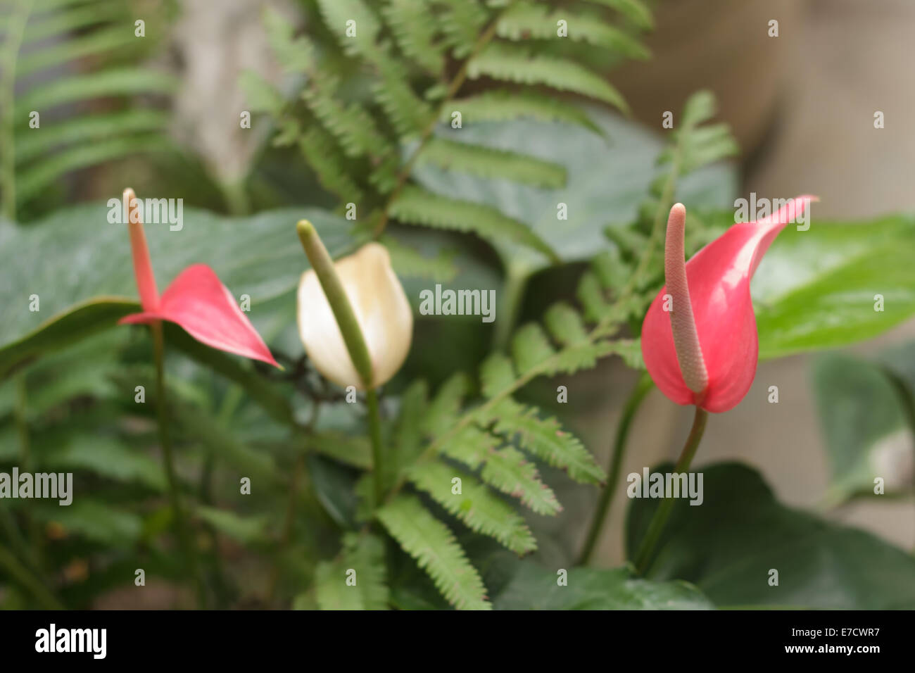 Spadix hi-res stock photography and images - Alamy