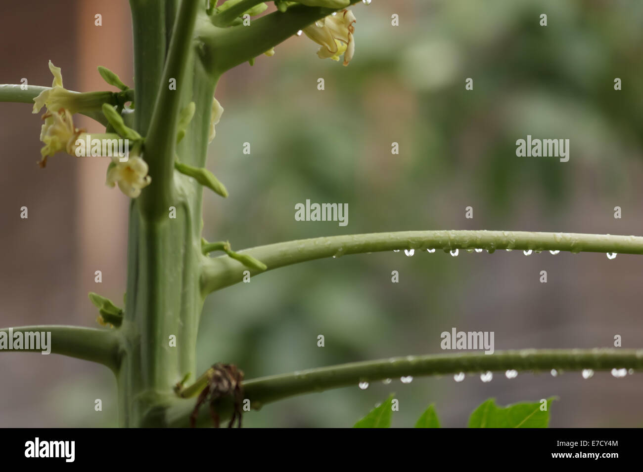 Dew on the branches of the papaya tree Stock Photo - Alamy