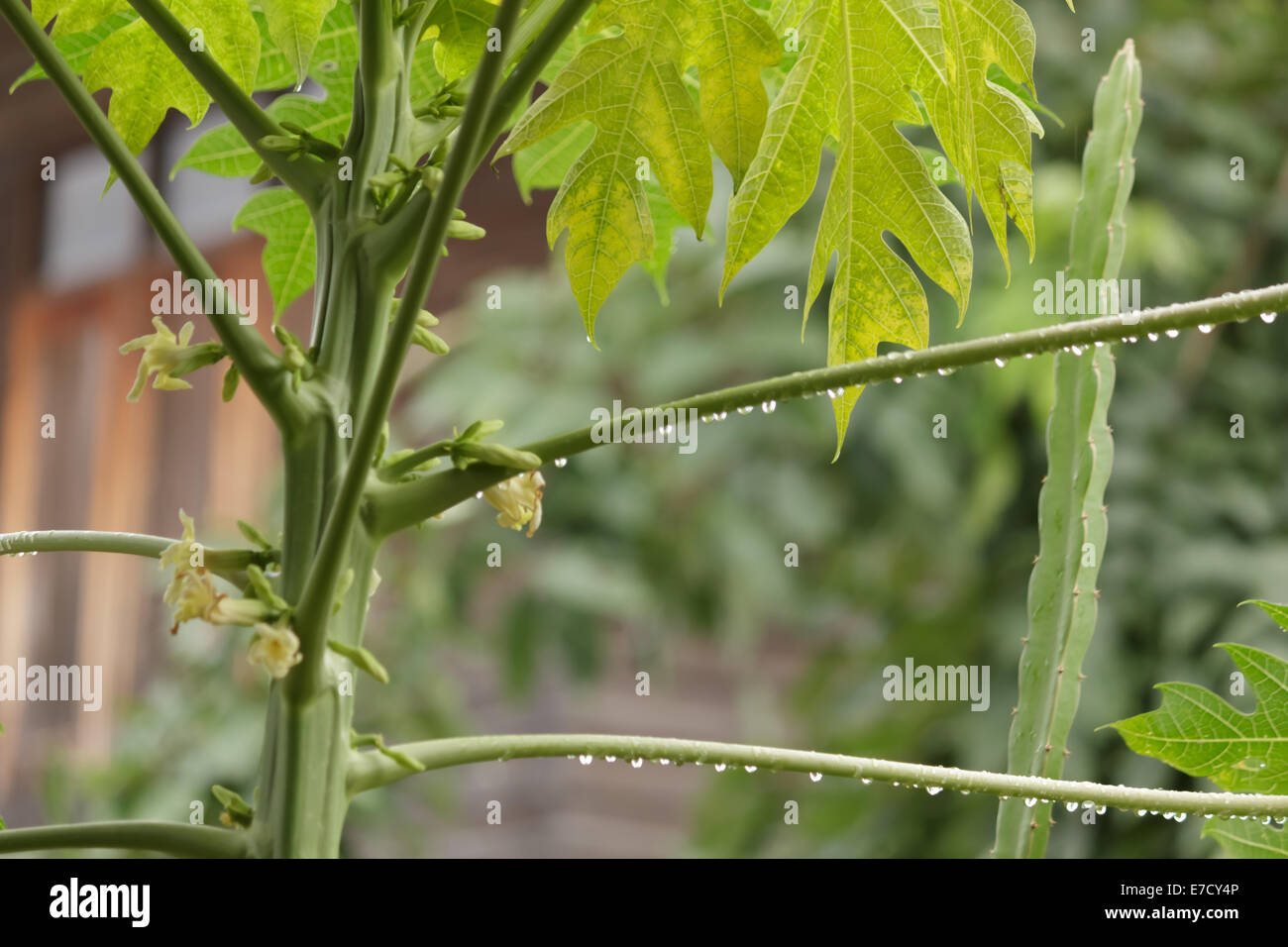 Dew on the branches of the papaya tree Stock Photo - Alamy