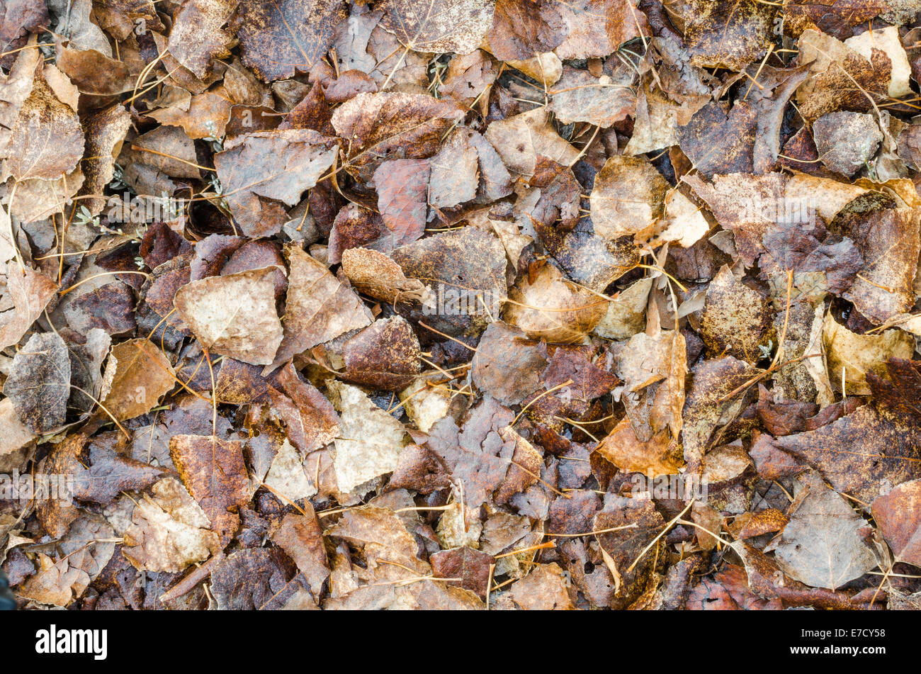 background of brown fall leaves Stock Photo - Alamy
