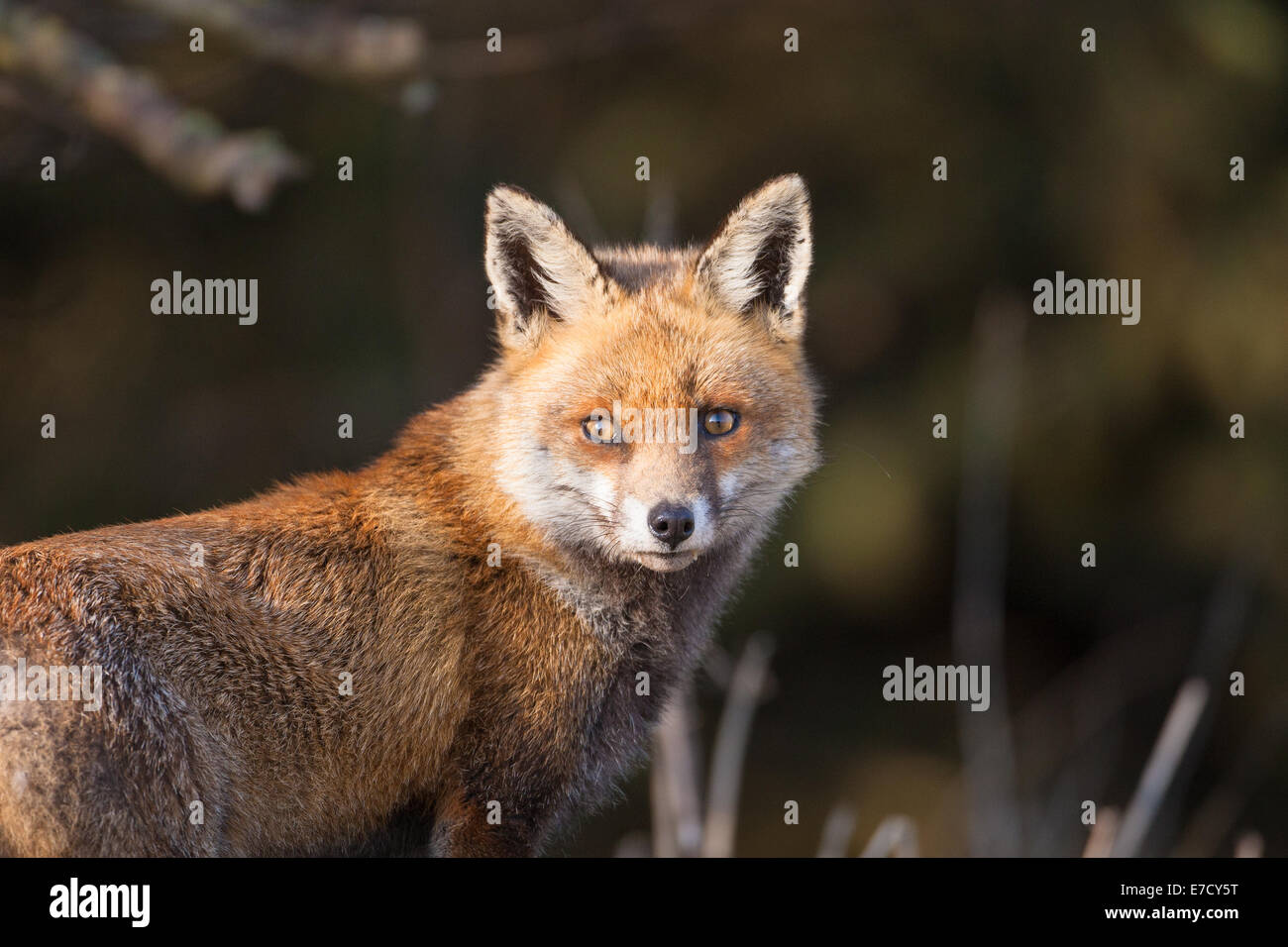 Common foxes hi-res stock photography and images - Alamy