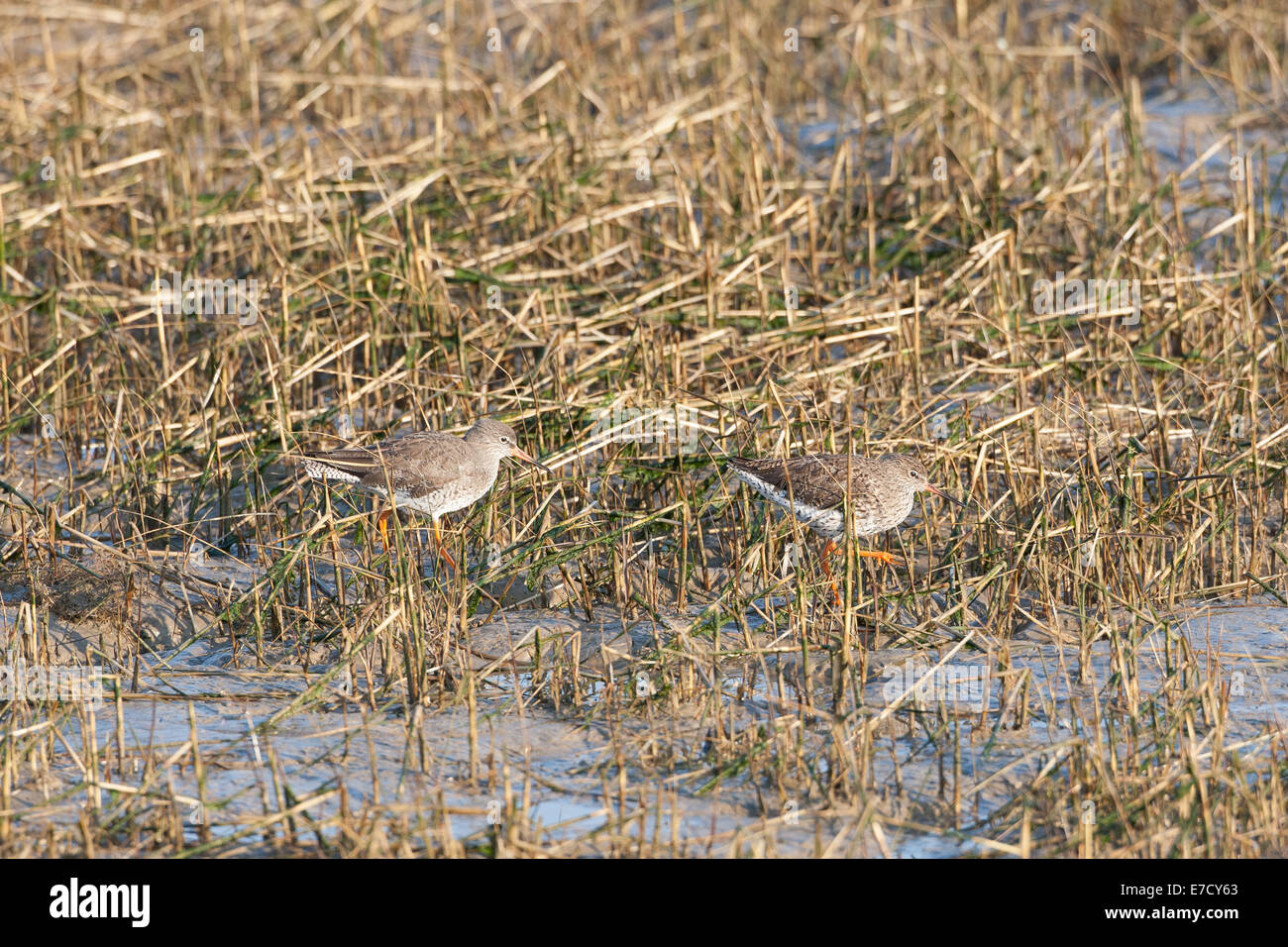 Kent coastal birds hi-res stock photography and images - Alamy