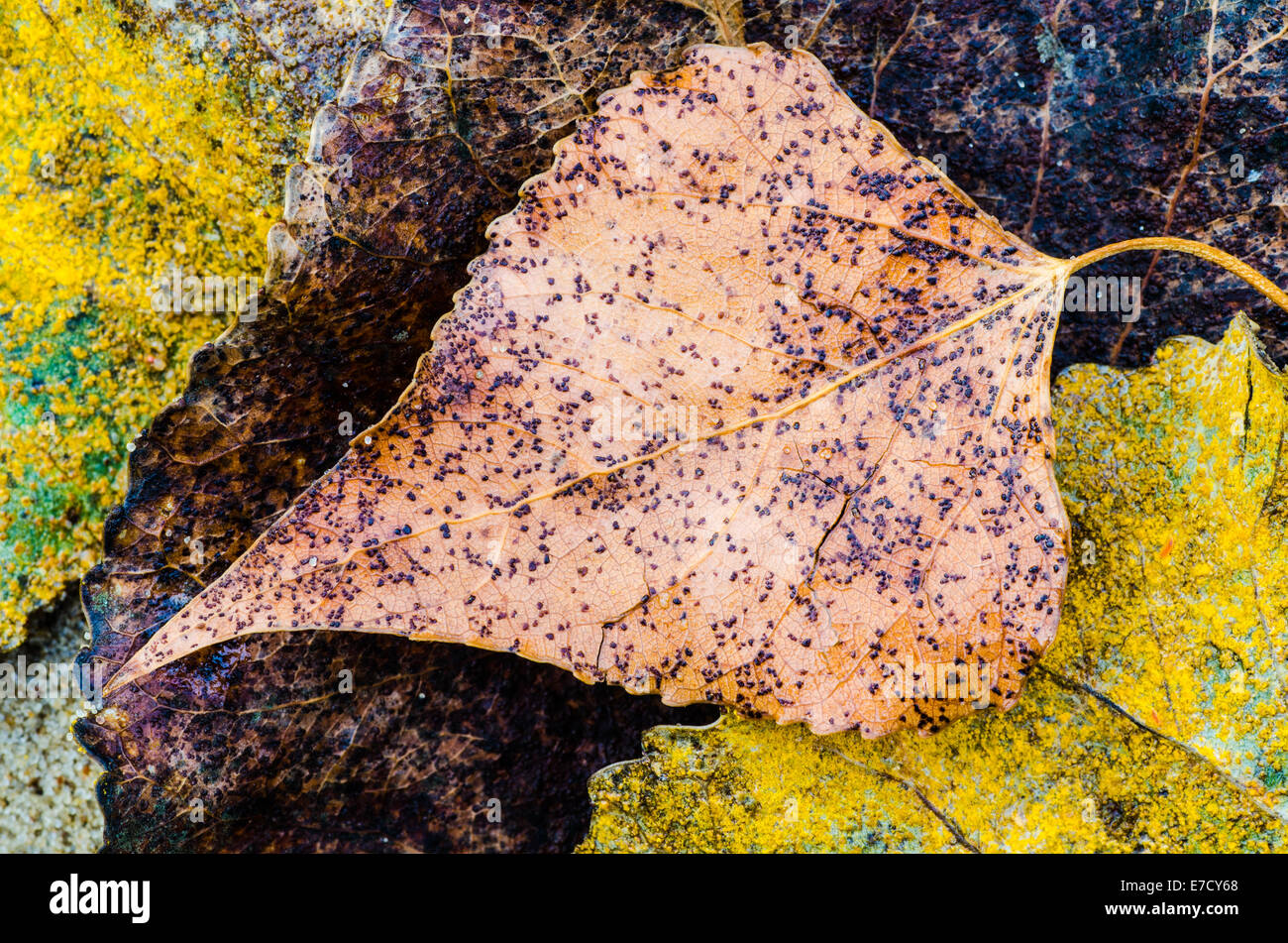 macro of fallen autumn leaf Stock Photo - Alamy