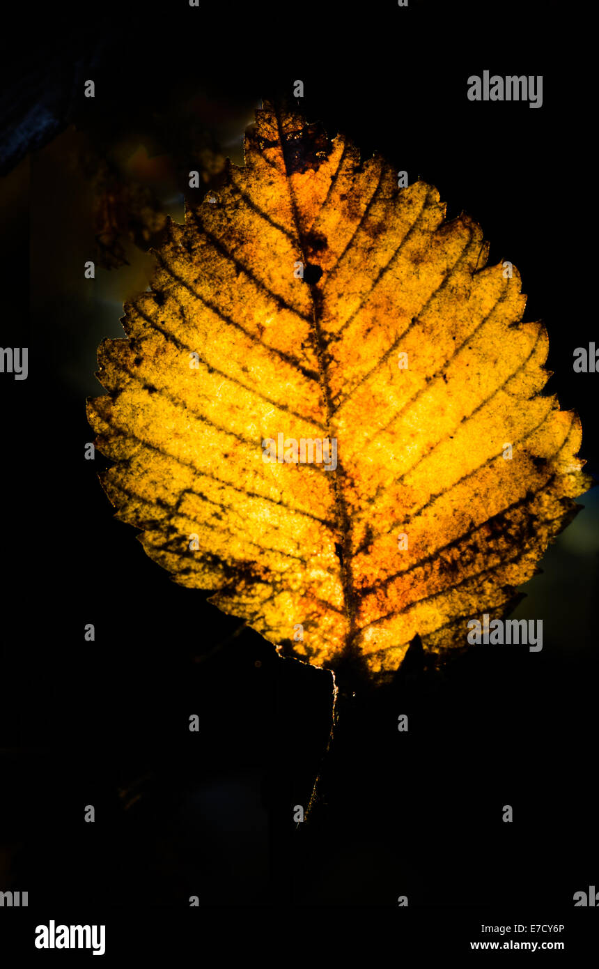 macro of fallen autumn leaf Stock Photo - Alamy
