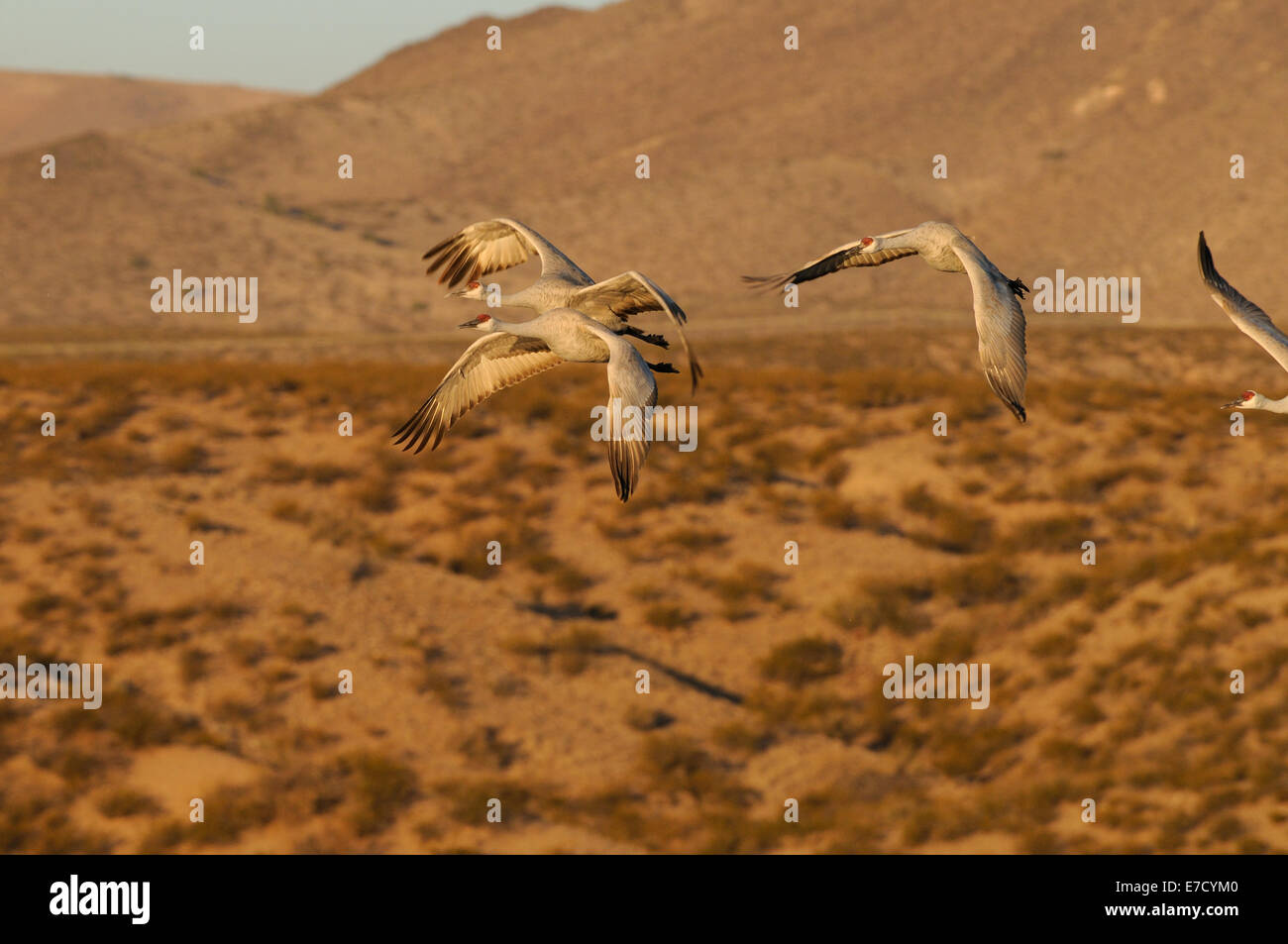 Sandhill Cranes flying over the water at Bosque Del Apache National ...