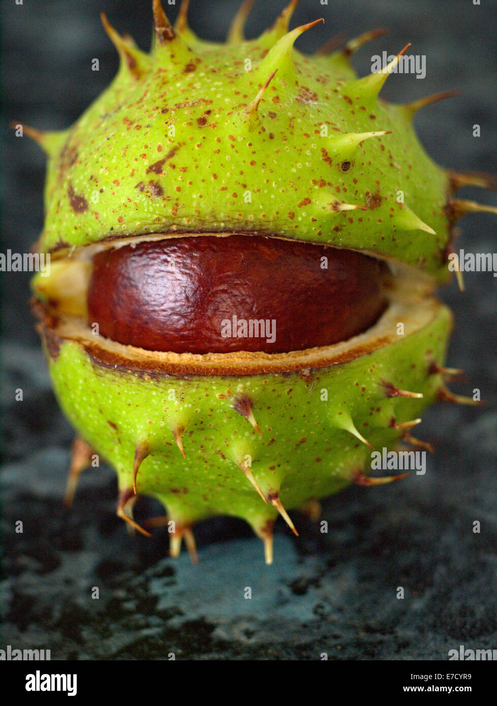 Conker from horse chestnut in close-up Stock Photo - Alamy
