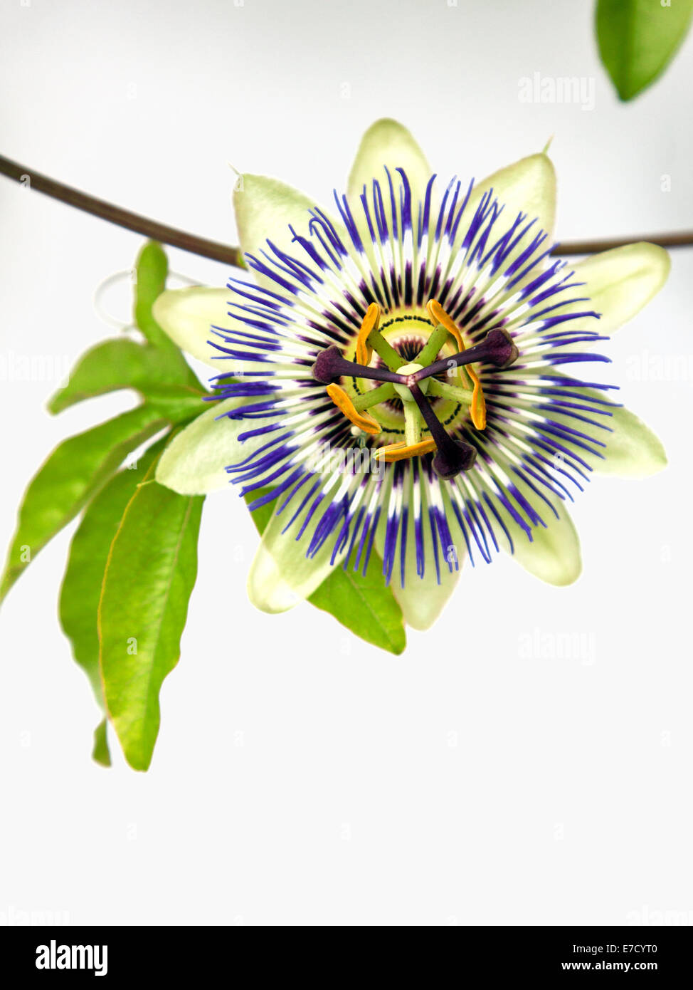 Blooming common Passion Flower ( Passiflora caerulea Stock Photo - Alamy