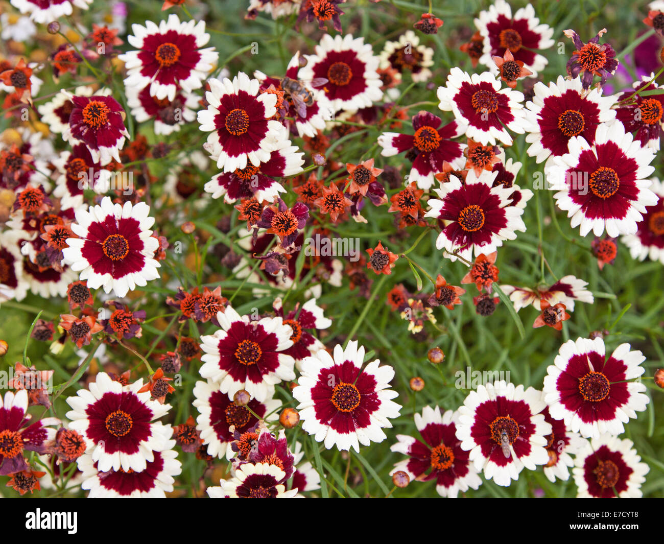Clump of Coreopsis flowers with their daisy-like heads Stock Photo - Alamy