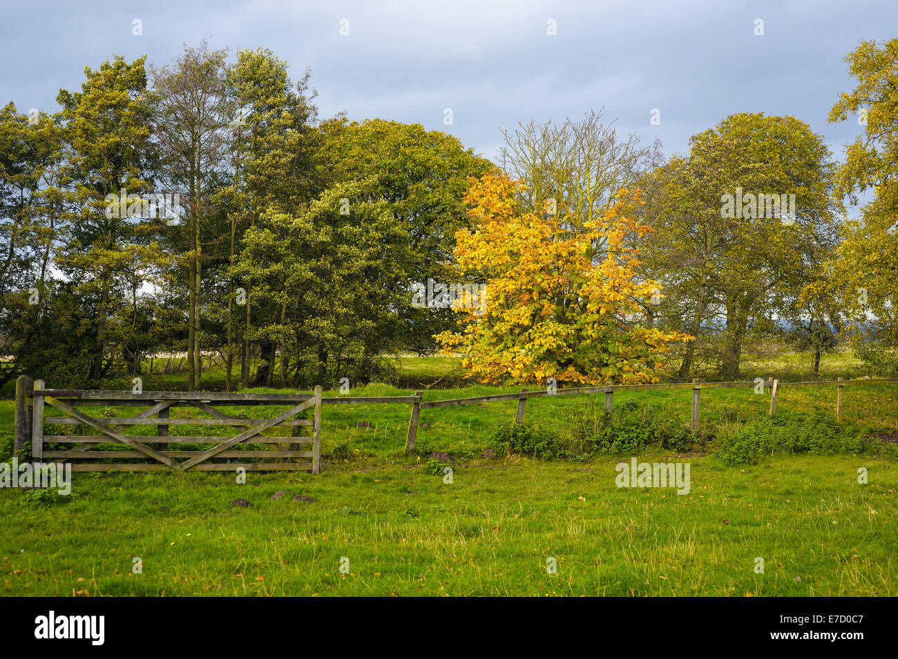 A pasture with a copse of trees in rural North Yorkshire, Britain ...
