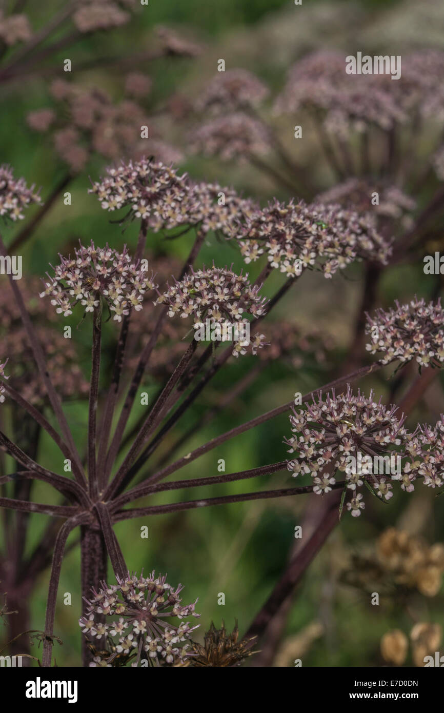 Wilde angelika angelica sylvestris hi-res stock photography and images ...