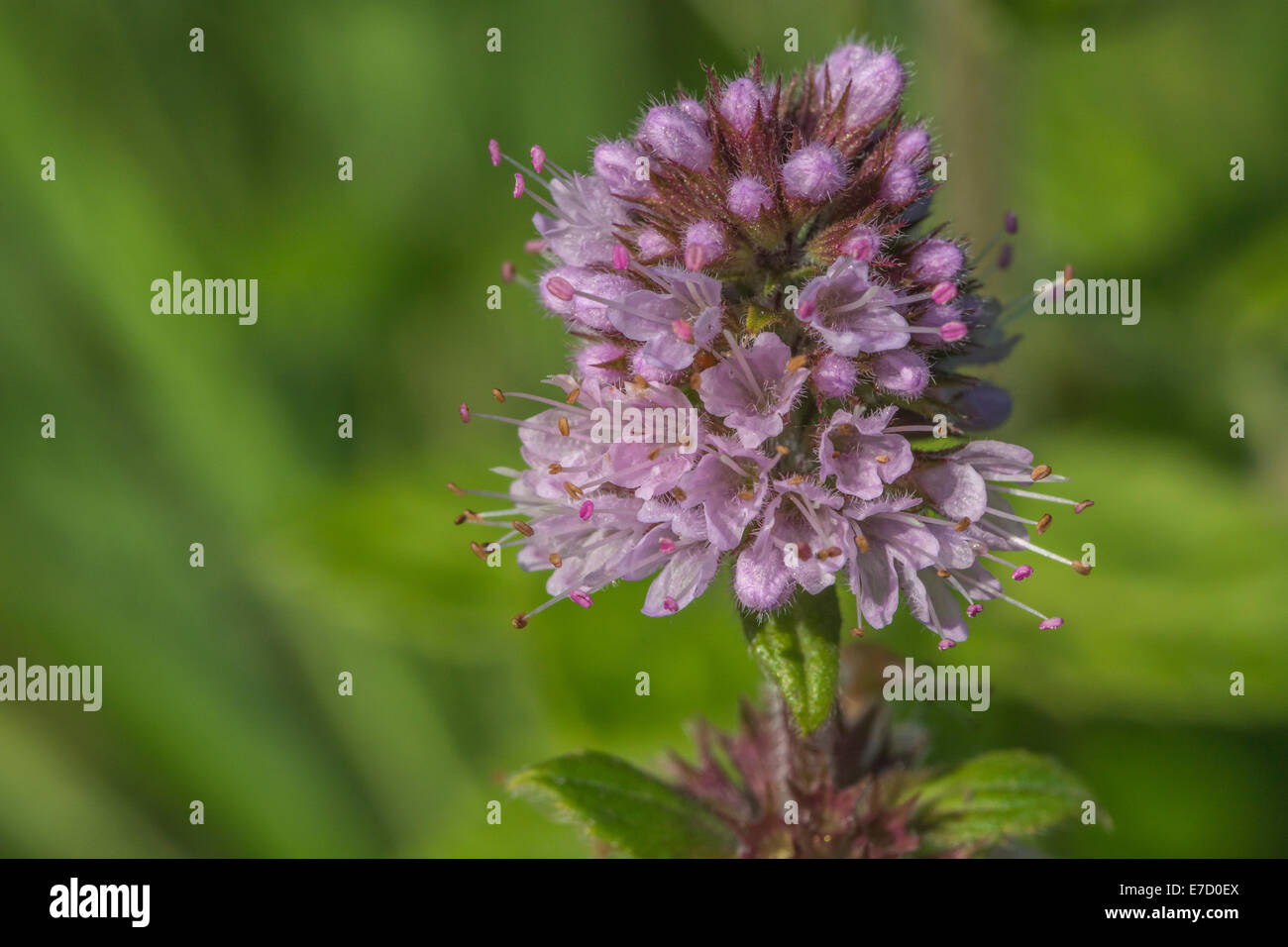 Vesiminttu hi-res stock photography and images - Alamy