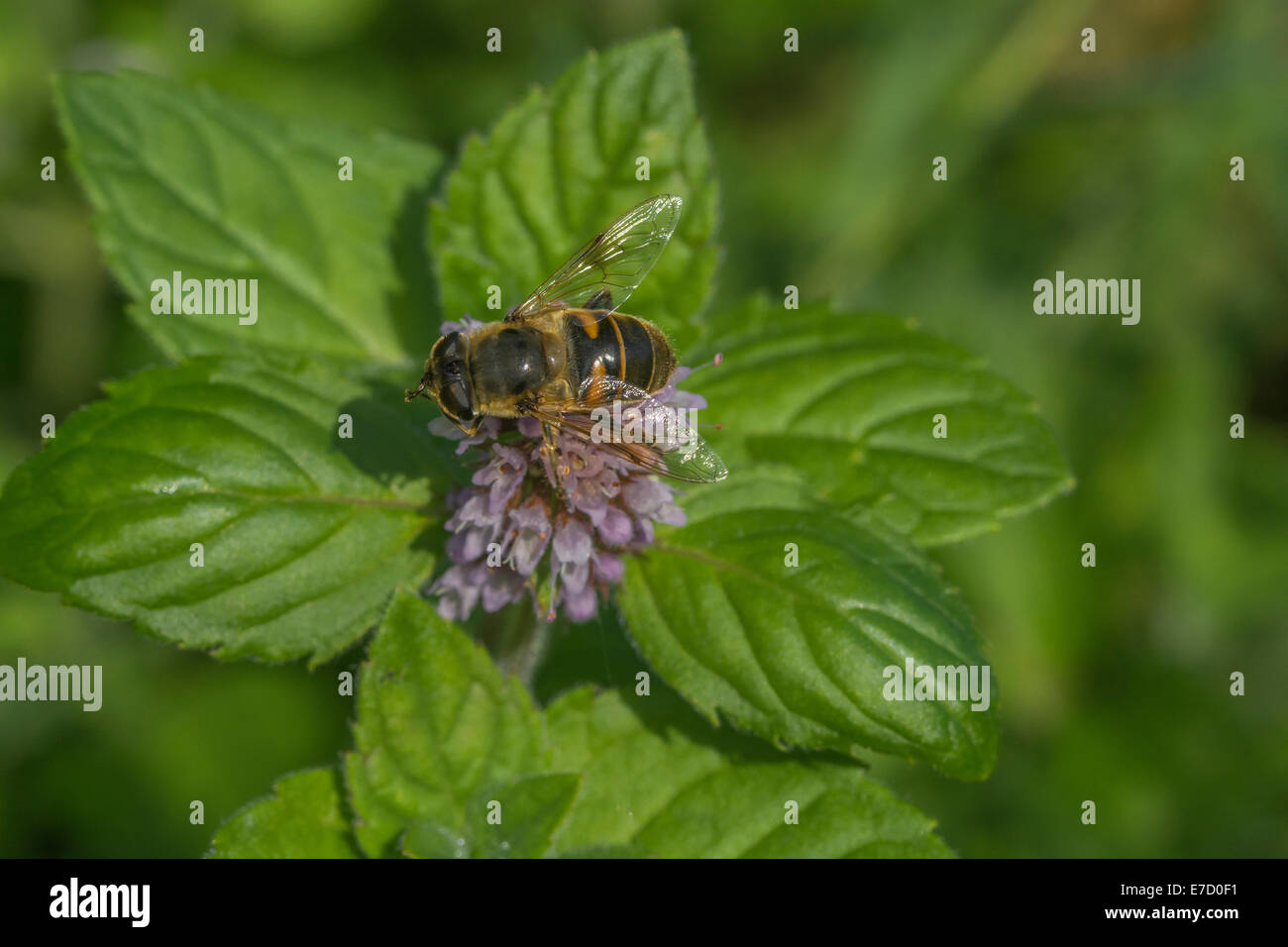 Bee foraging for nectar on Water Mint / Mentha aquatica growing in ...