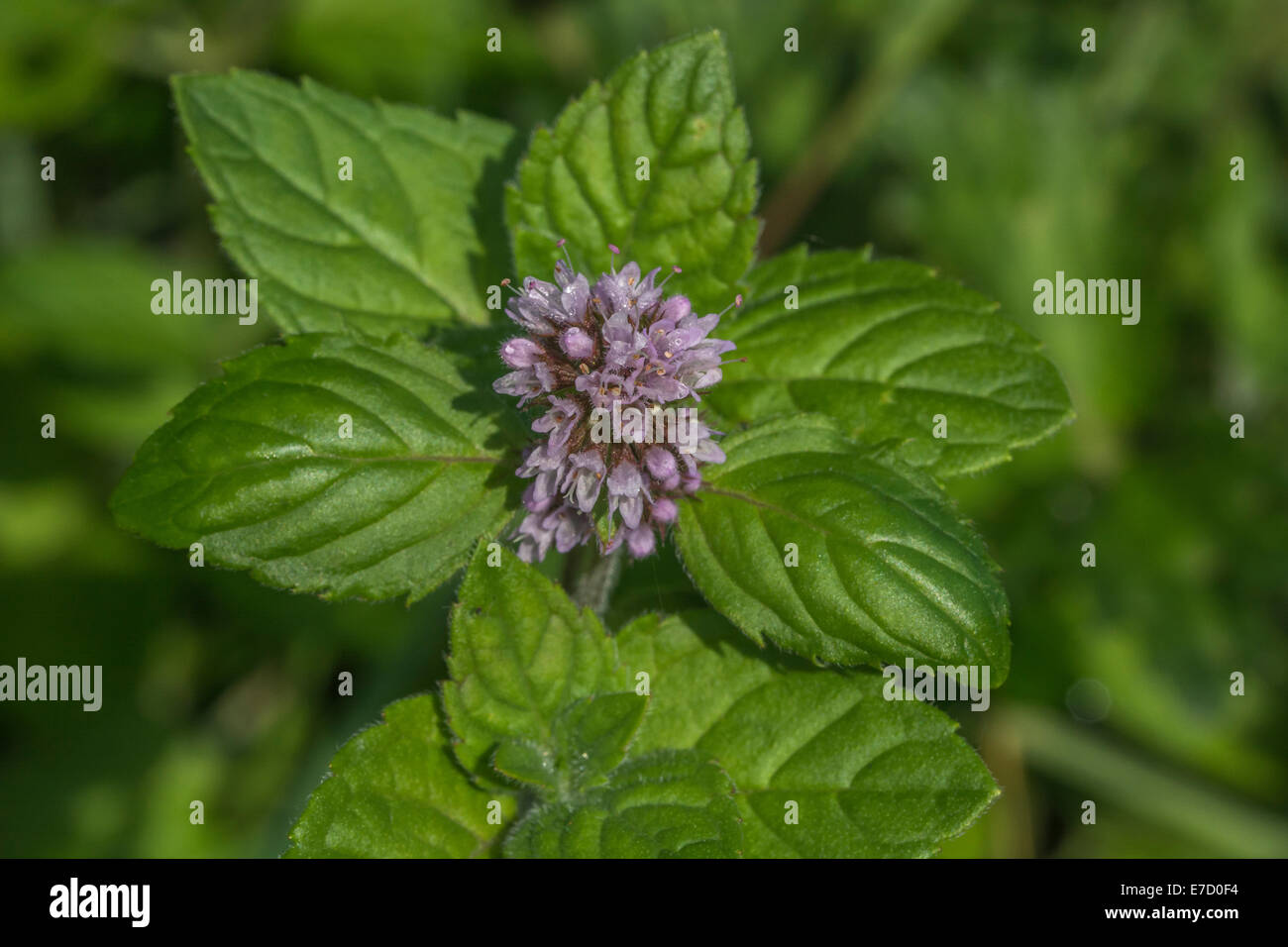 Water Mint / Mentha aquatica growing in marshy meadow ground. Foraging ...