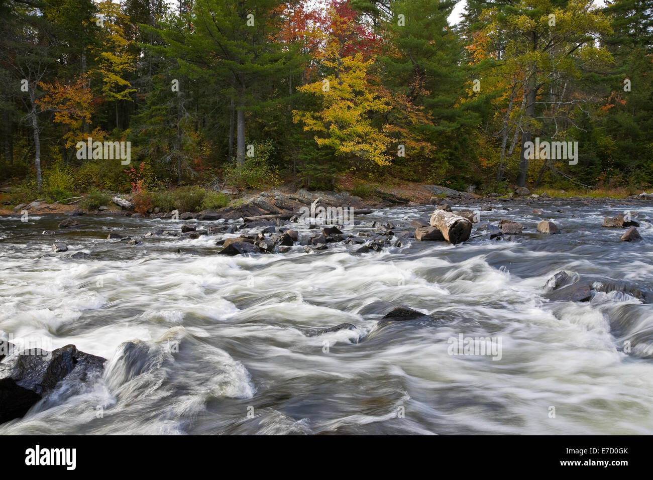 Rapids in the forest Stock Photo - Alamy