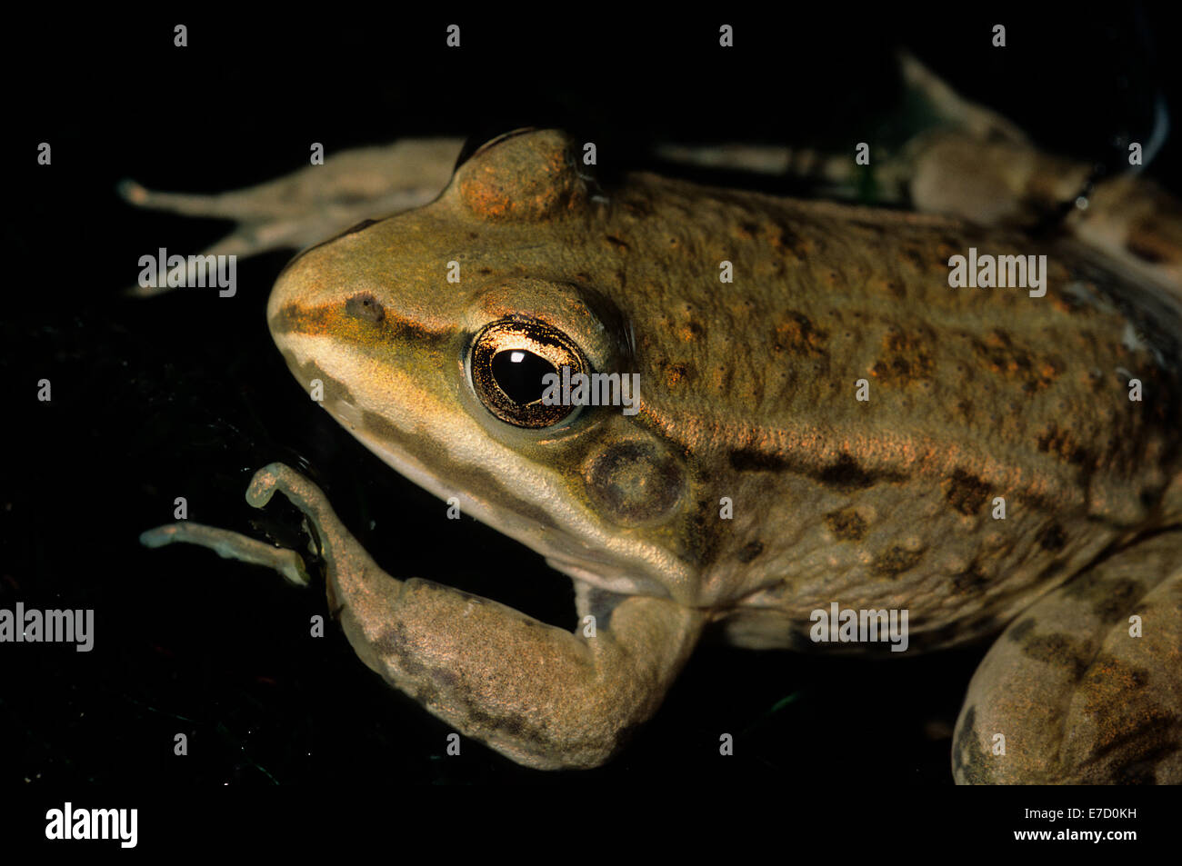 Amphibians amphibian amphibia anura hi-res stock photography and images ...
