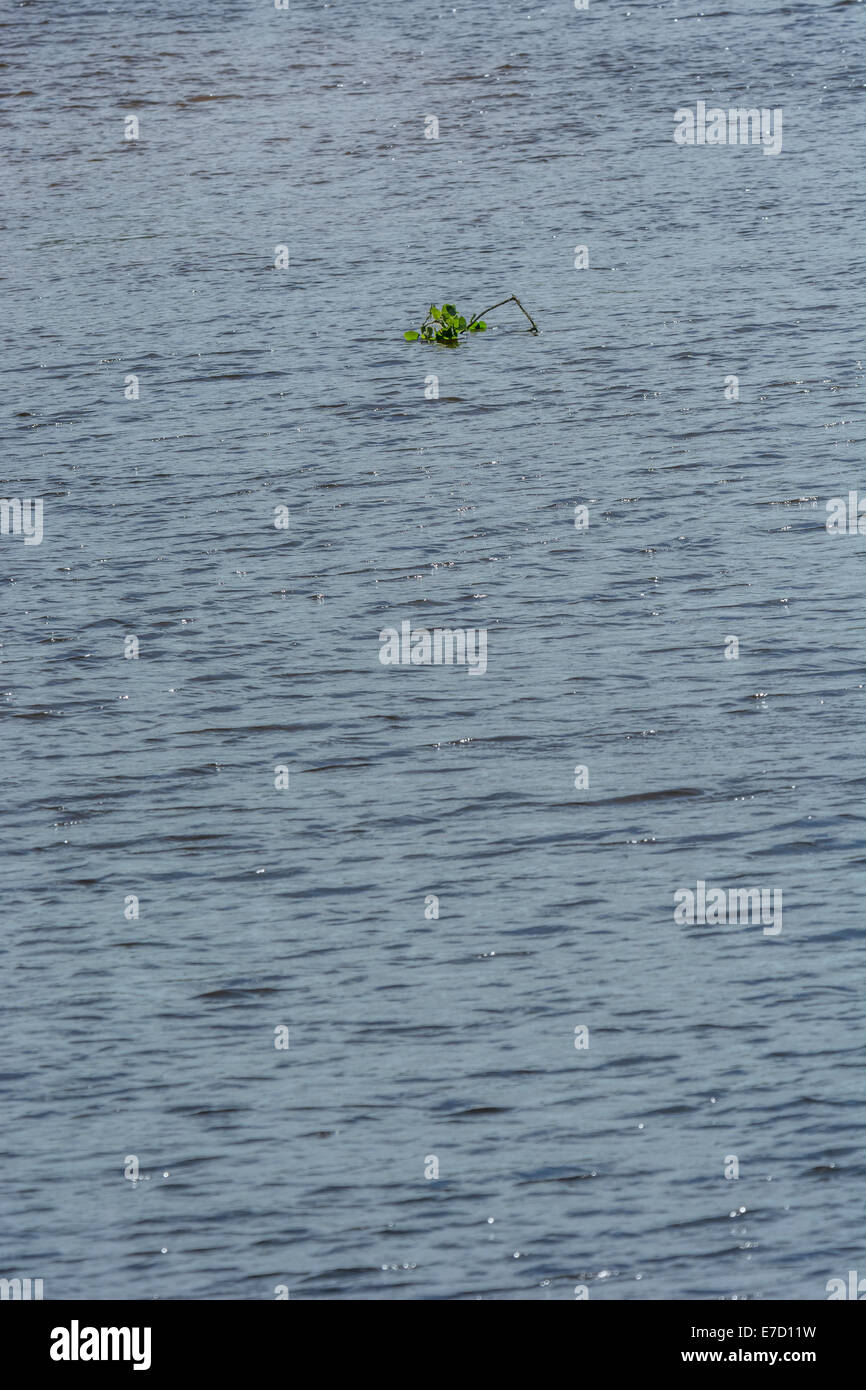 Branch of shrubbery/tree floating down a river in full flow. Focus ...