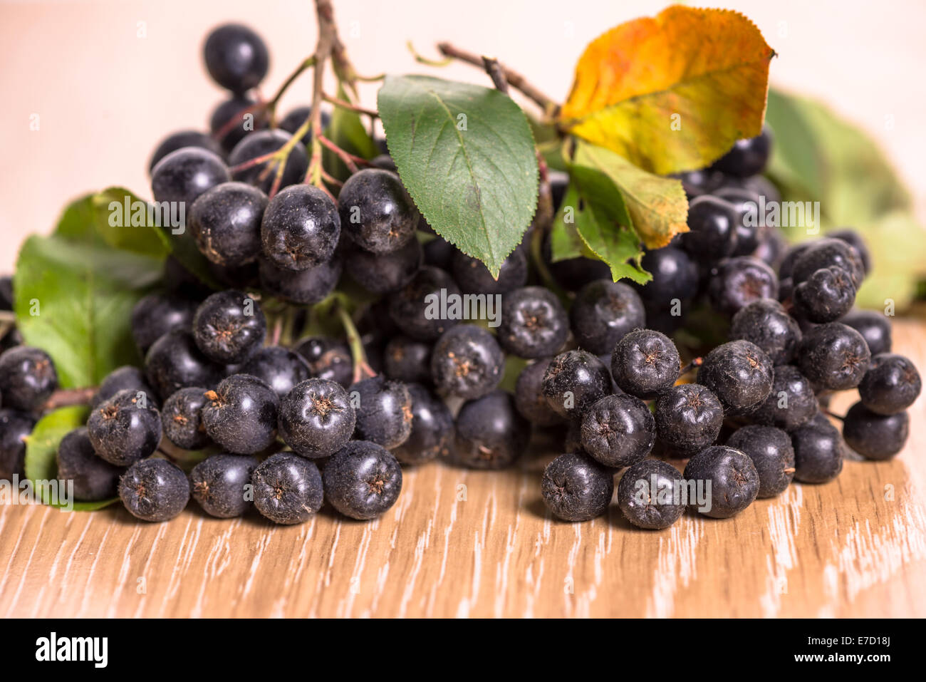 choke-berry (aronia) - branch with berries and leaves Stock Photo - Alamy