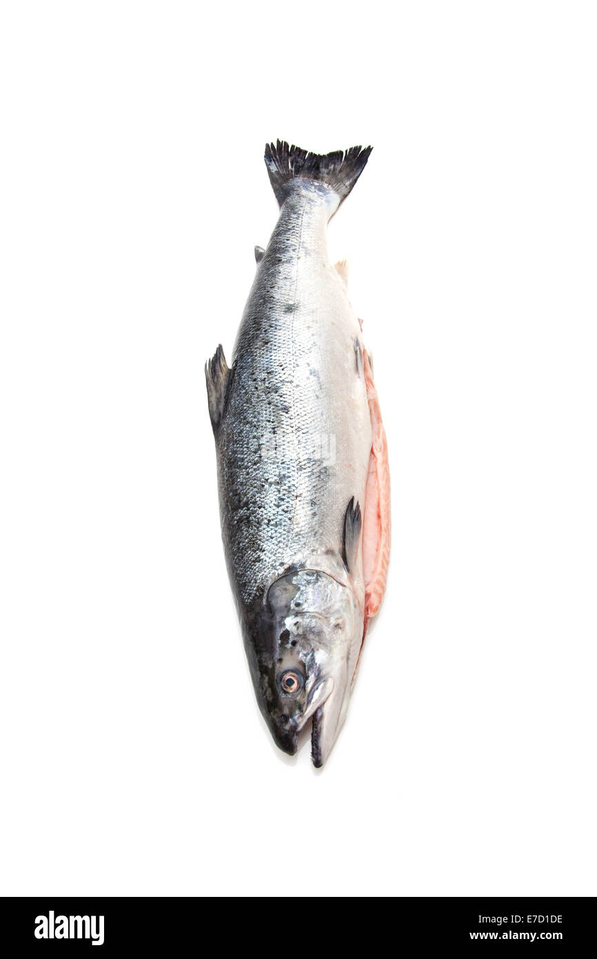 Scottish Atlantic Salmon (Salmo solar) whole fish, isolated on a white ...