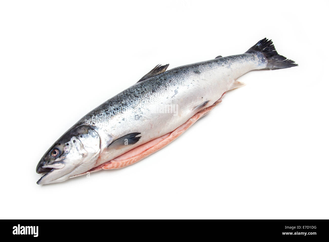 Scottish Atlantic Salmon (Salmo solar) whole fish, isolated on a white ...