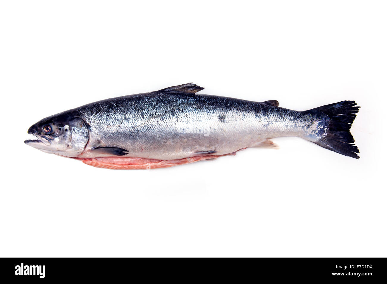 Scottish Atlantic Salmon (Salmo solar) whole fish, isolated on a white ...