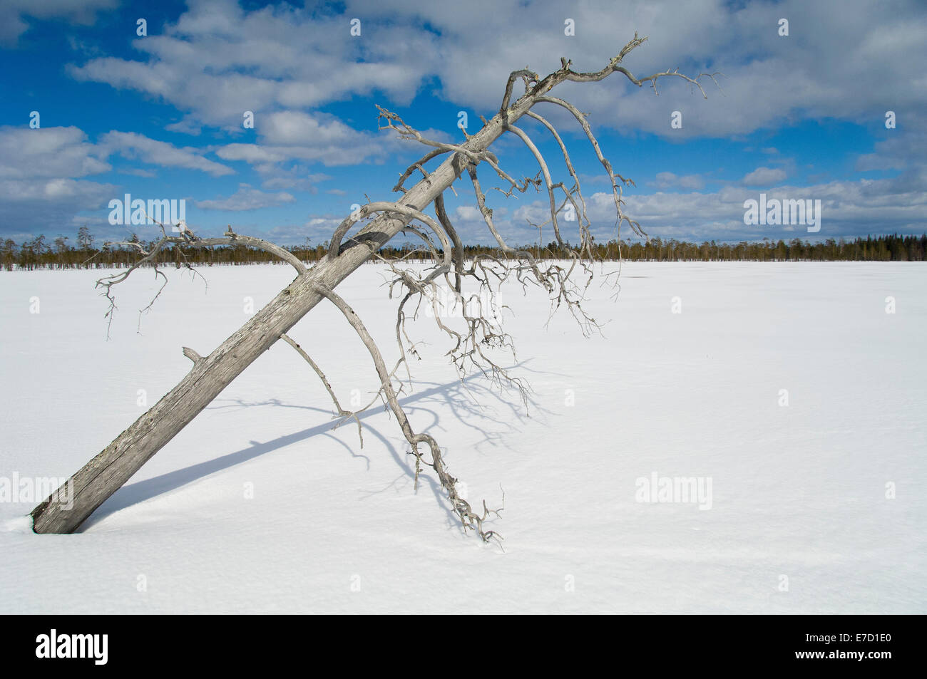 Tilted dead pine tree in bright winter day Stock Photo - Alamy