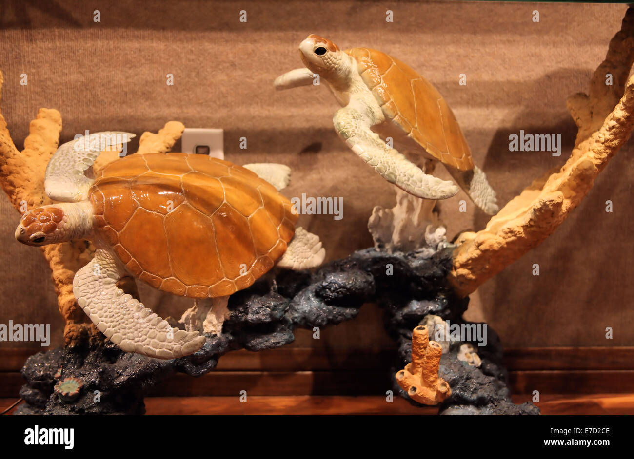 Two Sea Turtles High Resolution Stock Photography and Images - Alamy