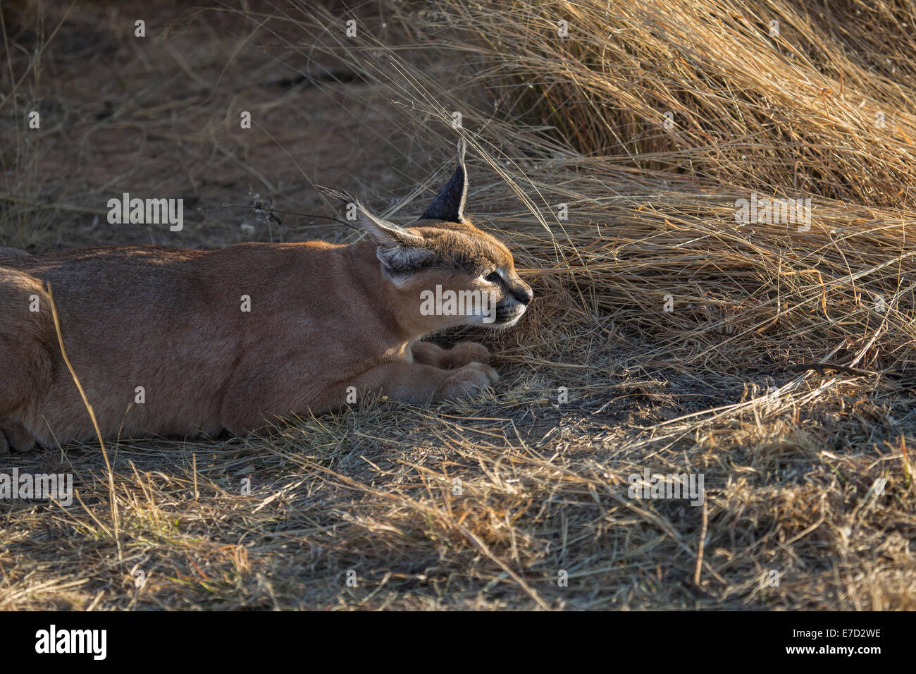 African caracal hi-res stock photography and images - Alamy
