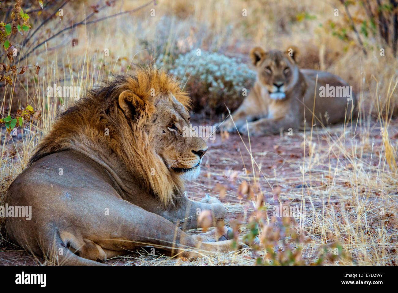 Lion In Namibia High Resolution Stock Photography and Images - Alamy