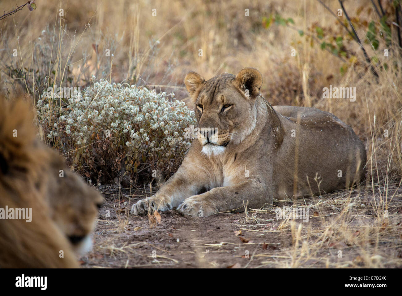 Lion In Namibia High Resolution Stock Photography and Images - Alamy
