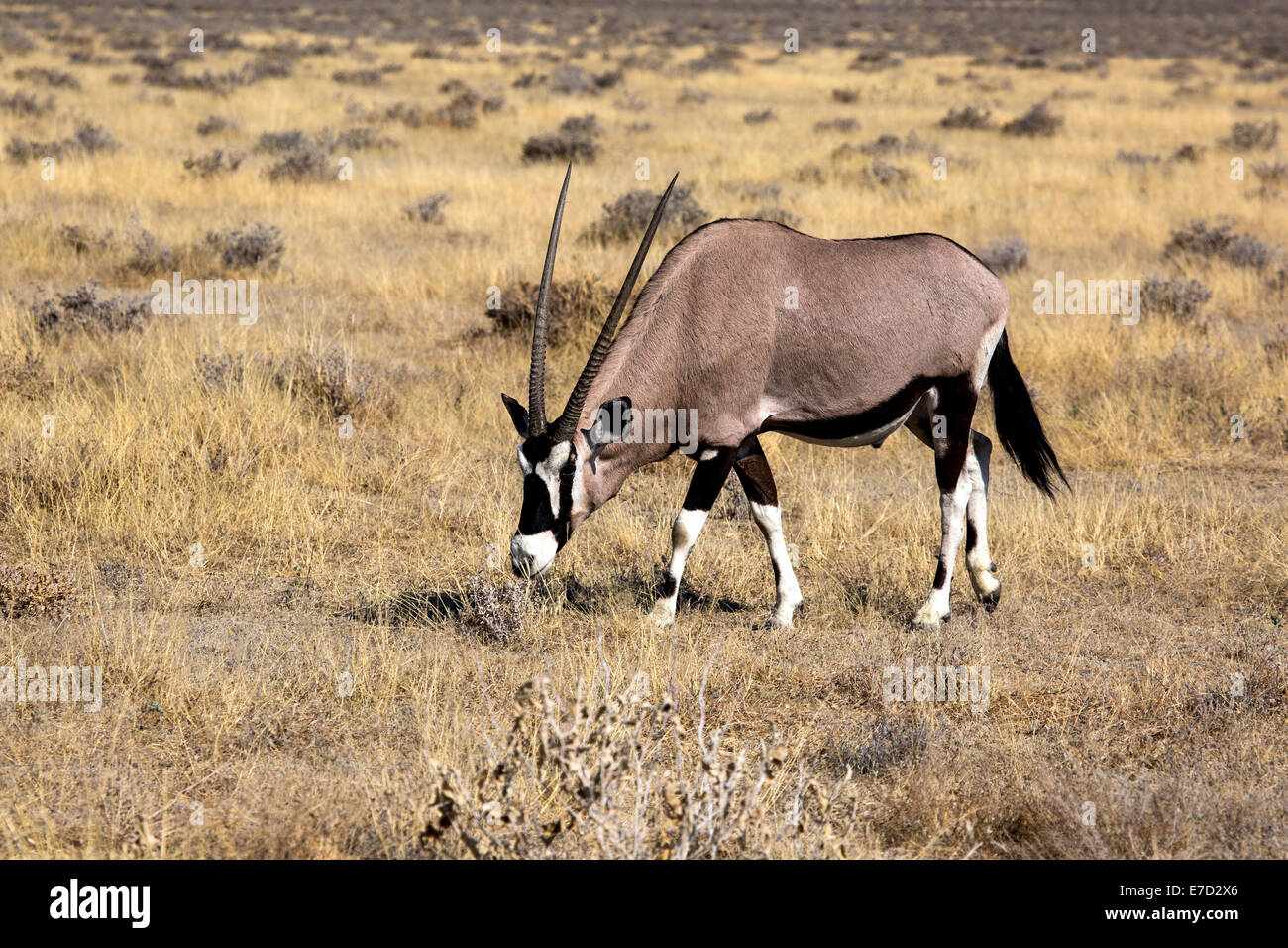 Orix africa hi-res stock photography and images - Alamy