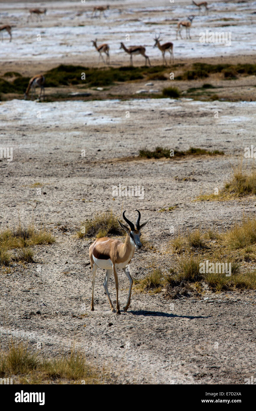 Antelope of namibia hi-res stock photography and images - Alamy
