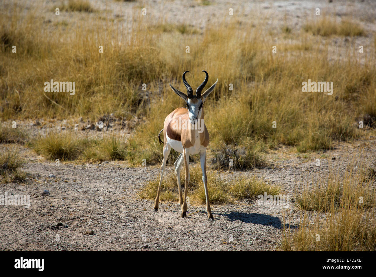 Antelope savanna namibia hi-res stock photography and images - Alamy